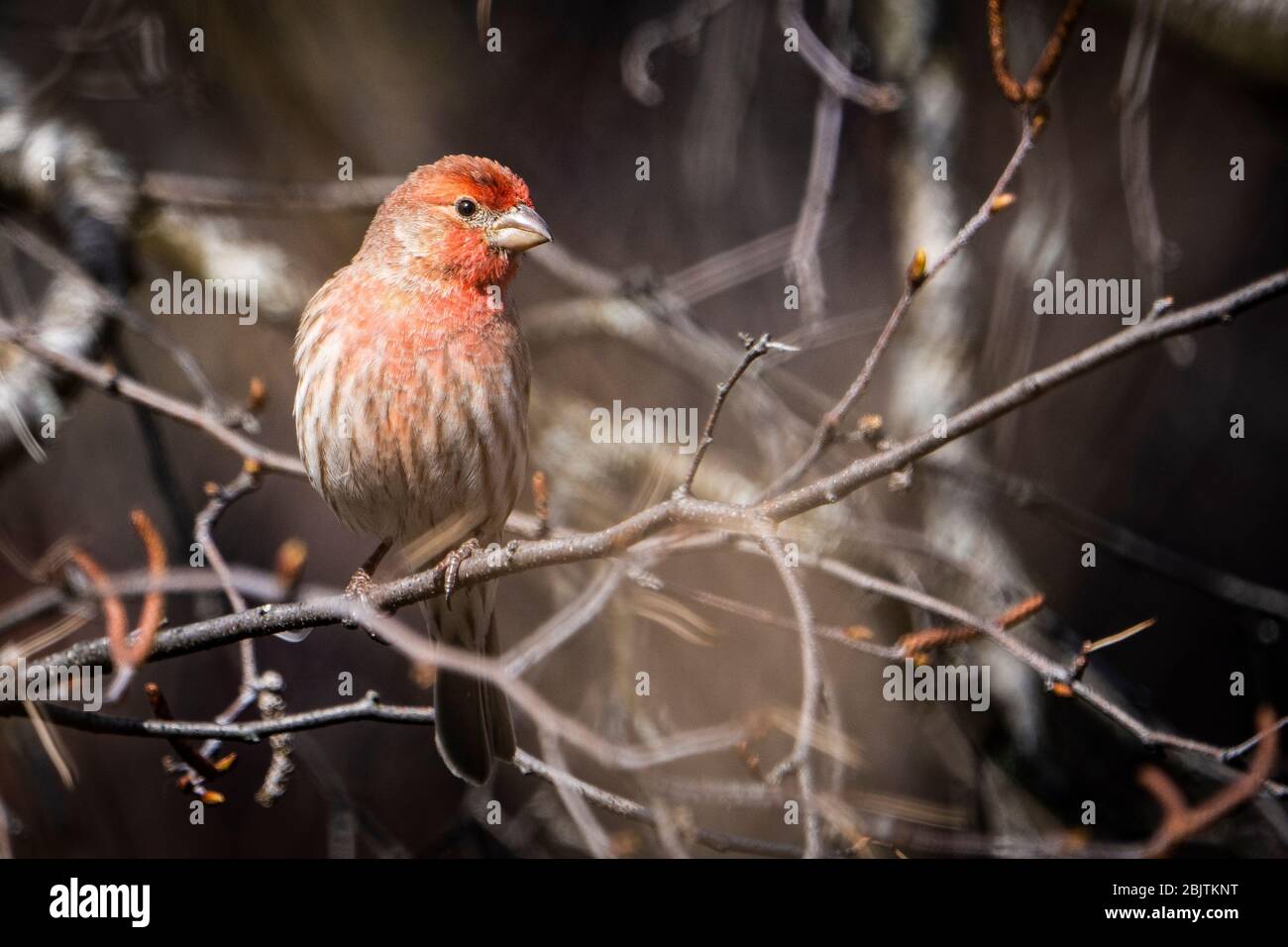 Finch in a tree hi-res stock photography and images - Alamy
