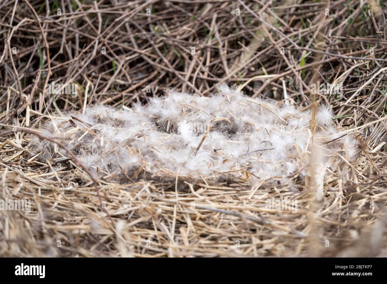 Aquatic nest hi-res stock photography and images - Alamy