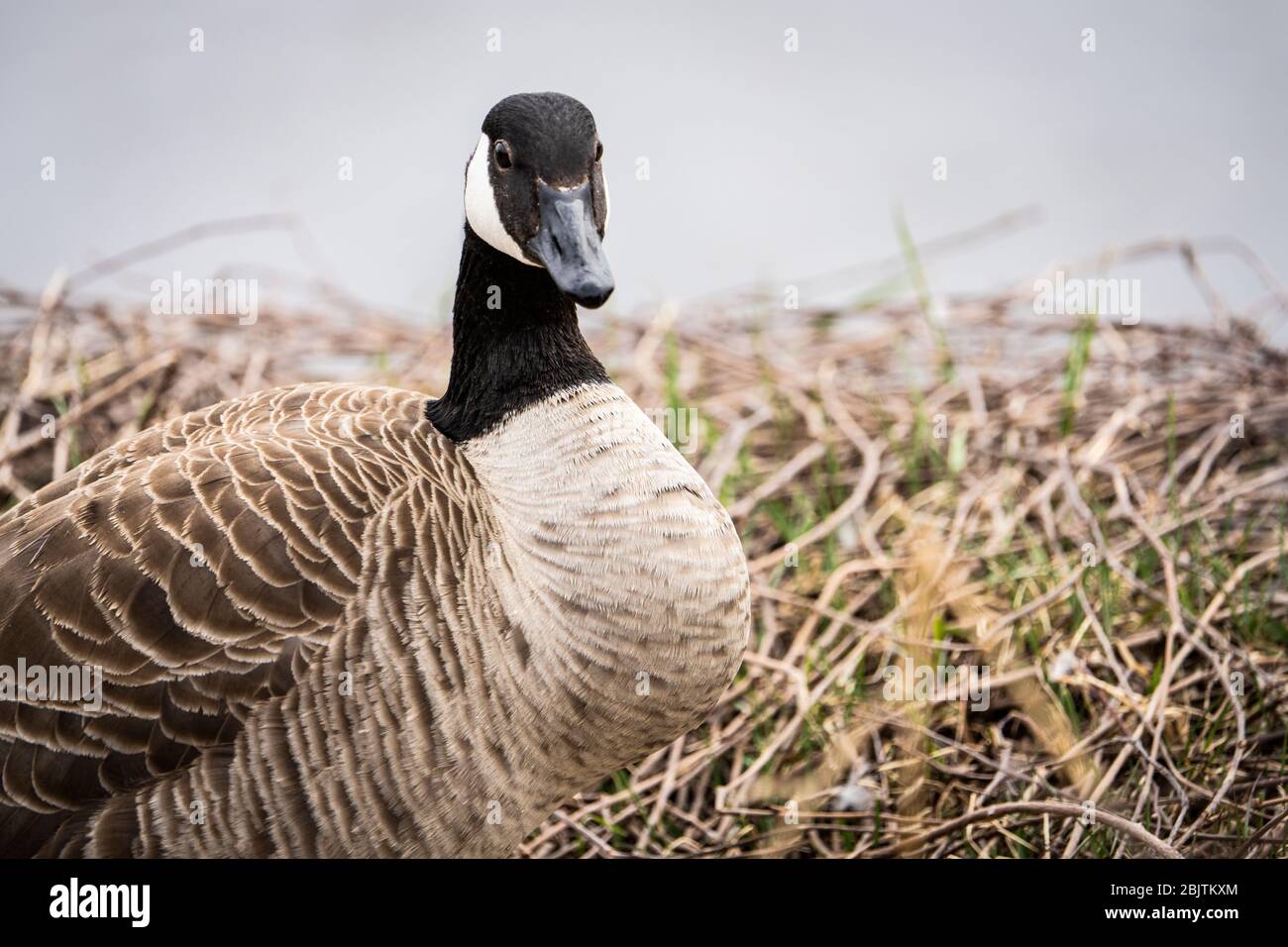 Nest canada goose hi-res stock photography and images - Alamy
