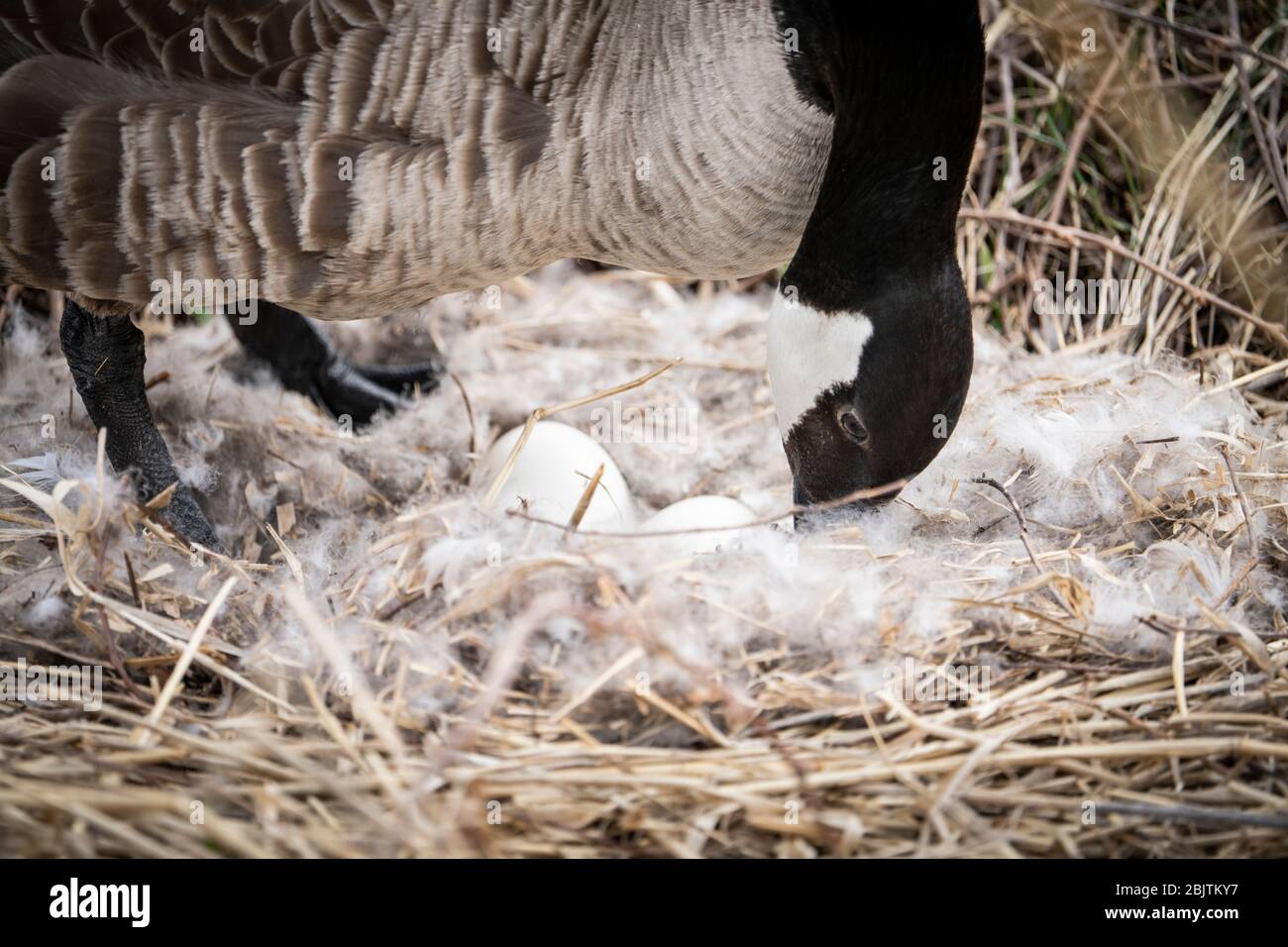 Goose egg nest hi-res stock photography and images - Alamy