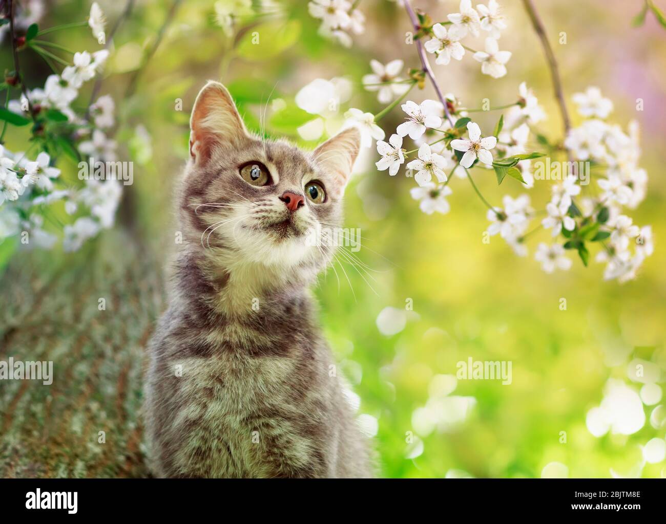 Domestic cat cherry tree hi-res stock photography and images - Alamy