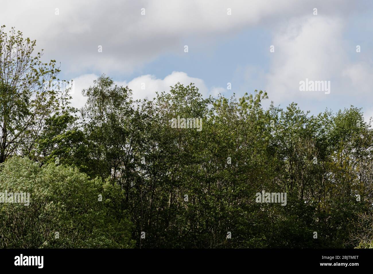 MERTHYR TYDFIL, WALES - 29 APRIL 2020 - Green tree line and blue skies ...