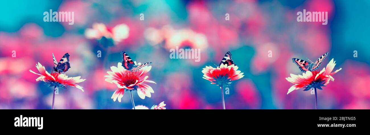 fabulous natural panoramic background with bright butterflies sitting ...
