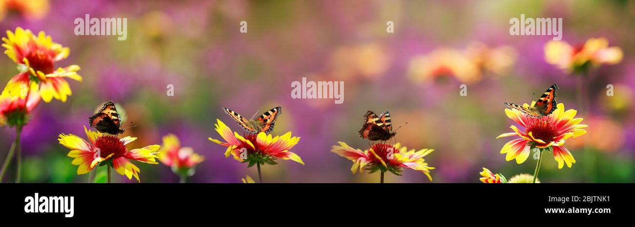 bright natural panoramic background with butterflies sit in a row on ...