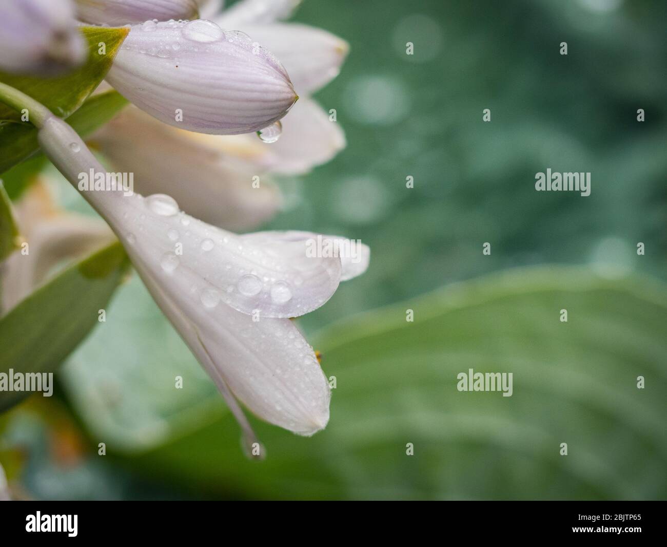 Side view of a small white flower covered with raindrops against a ...