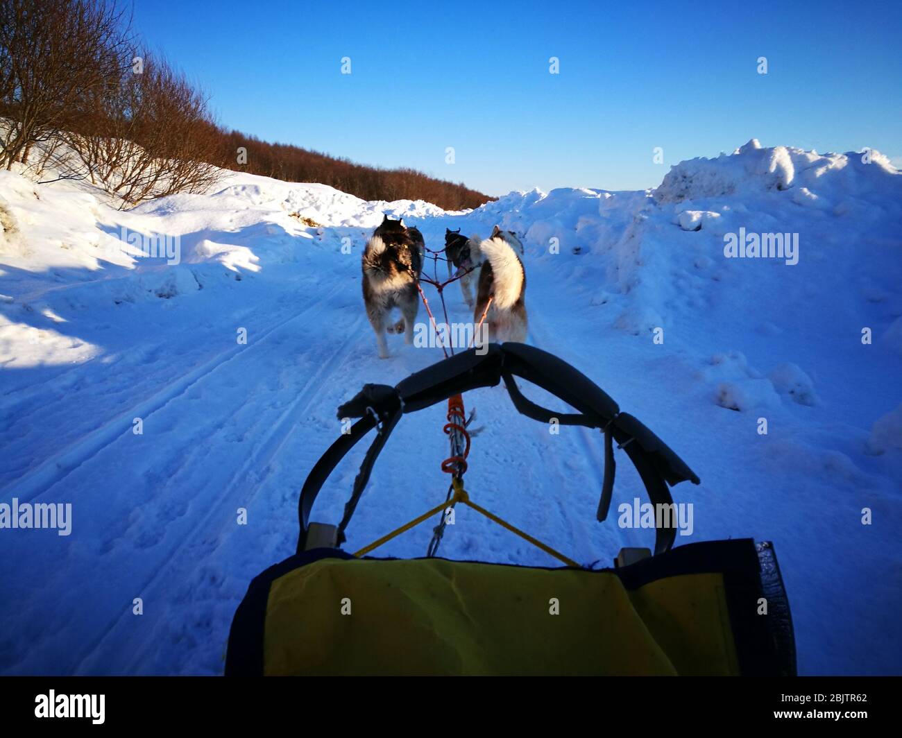 the siberian husky in husky park , murmansk russia Stock Photo - Alamy