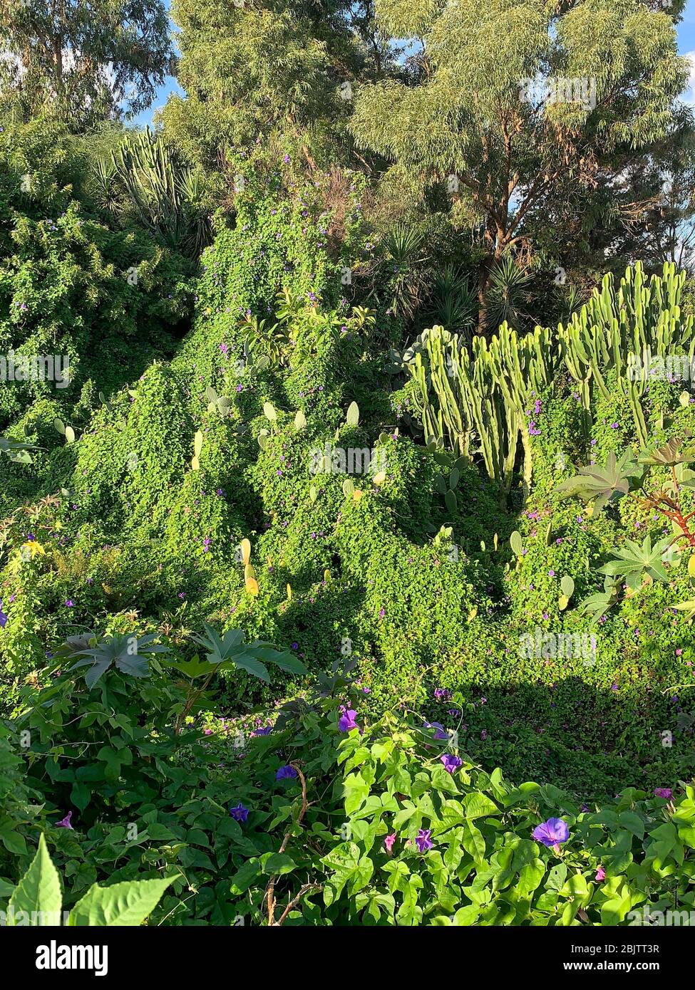 Maltese outdoor travel hi-res stock photography and images - Alamy