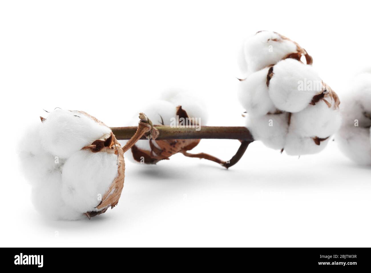 Cotton flowers on white background Stock Photo - Alamy