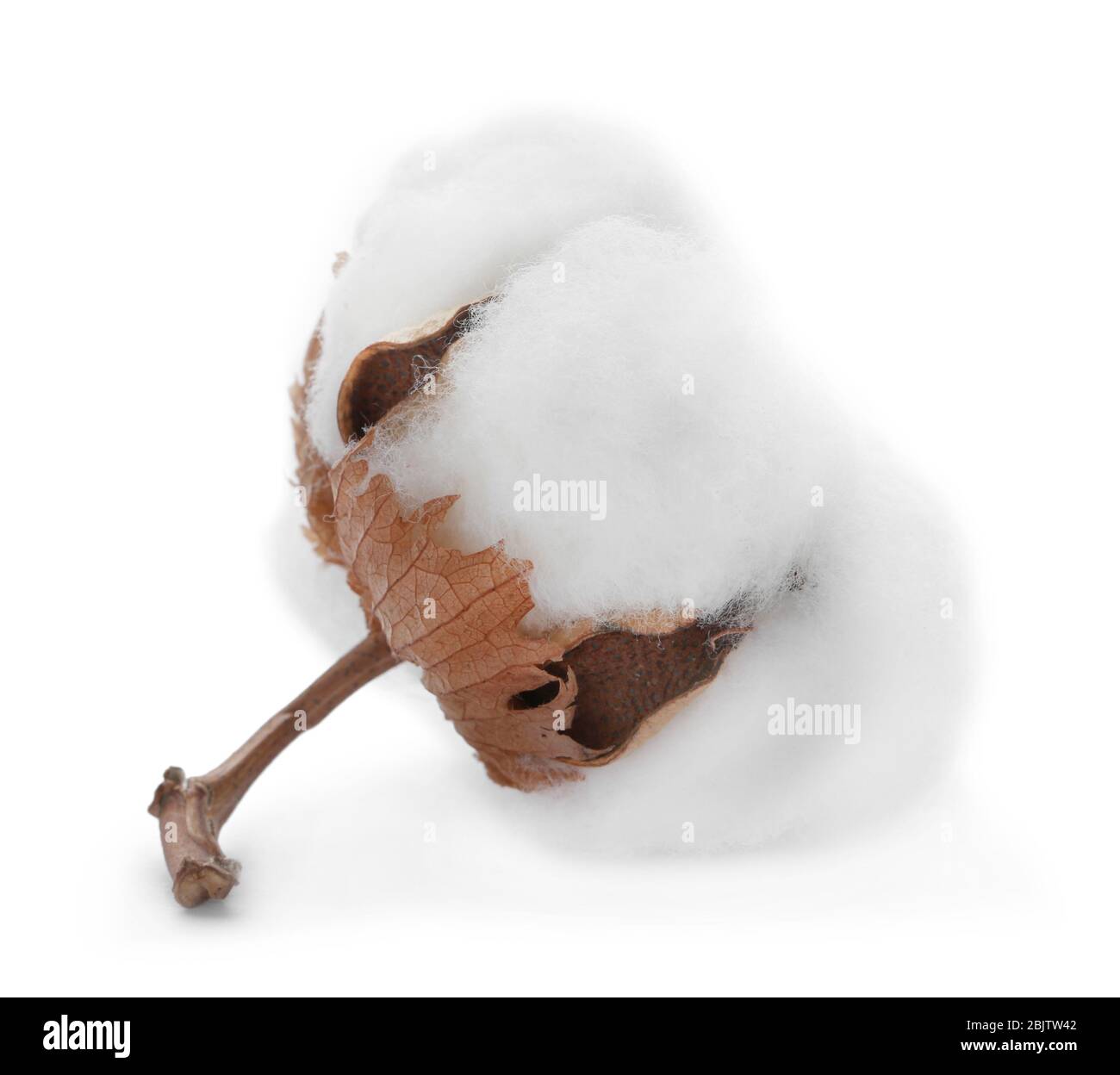 Cotton flower on white background Stock Photo - Alamy