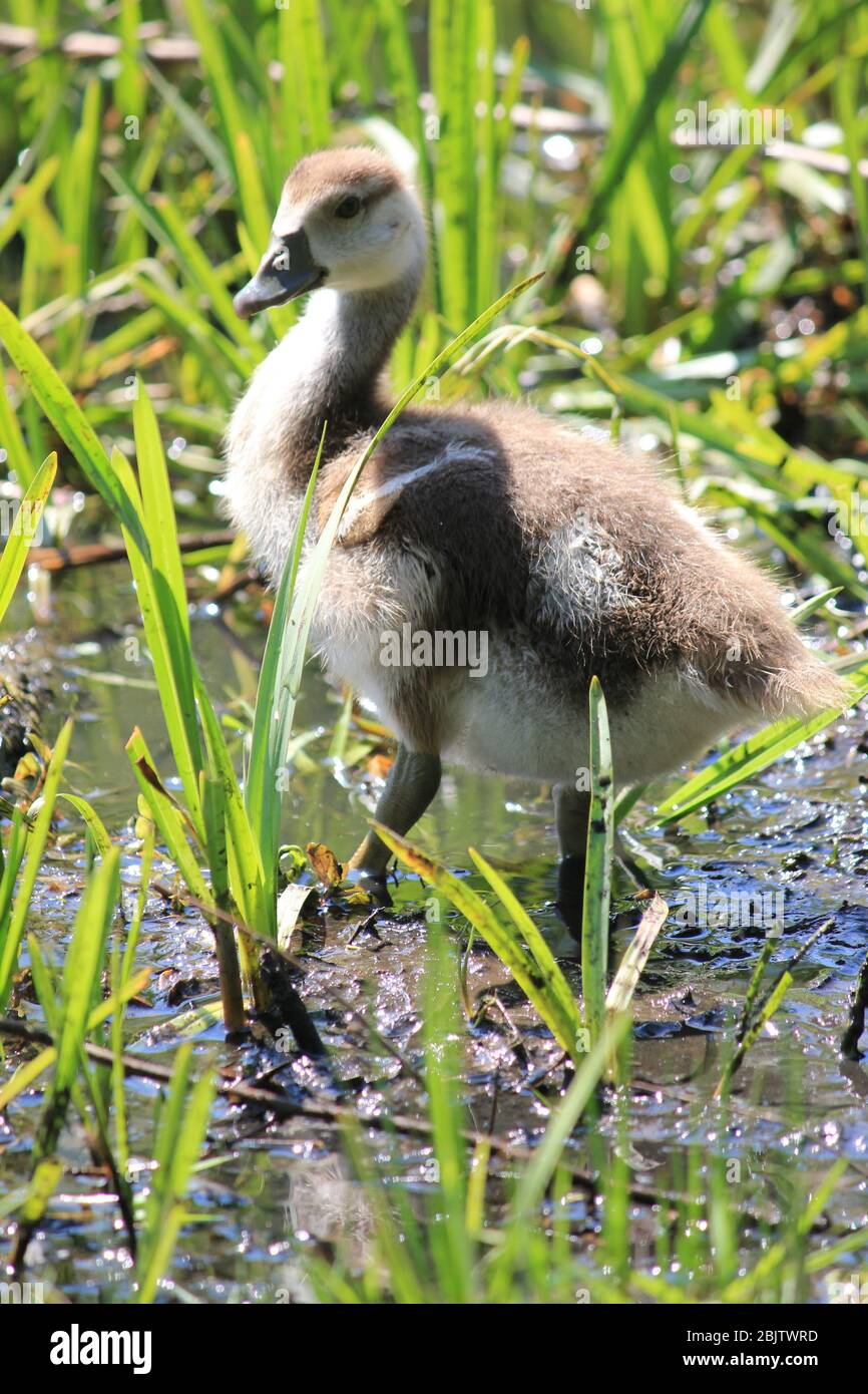 Egyptian geese in citypark Staddijk, Nijmegen in the Netherlands Stock ...