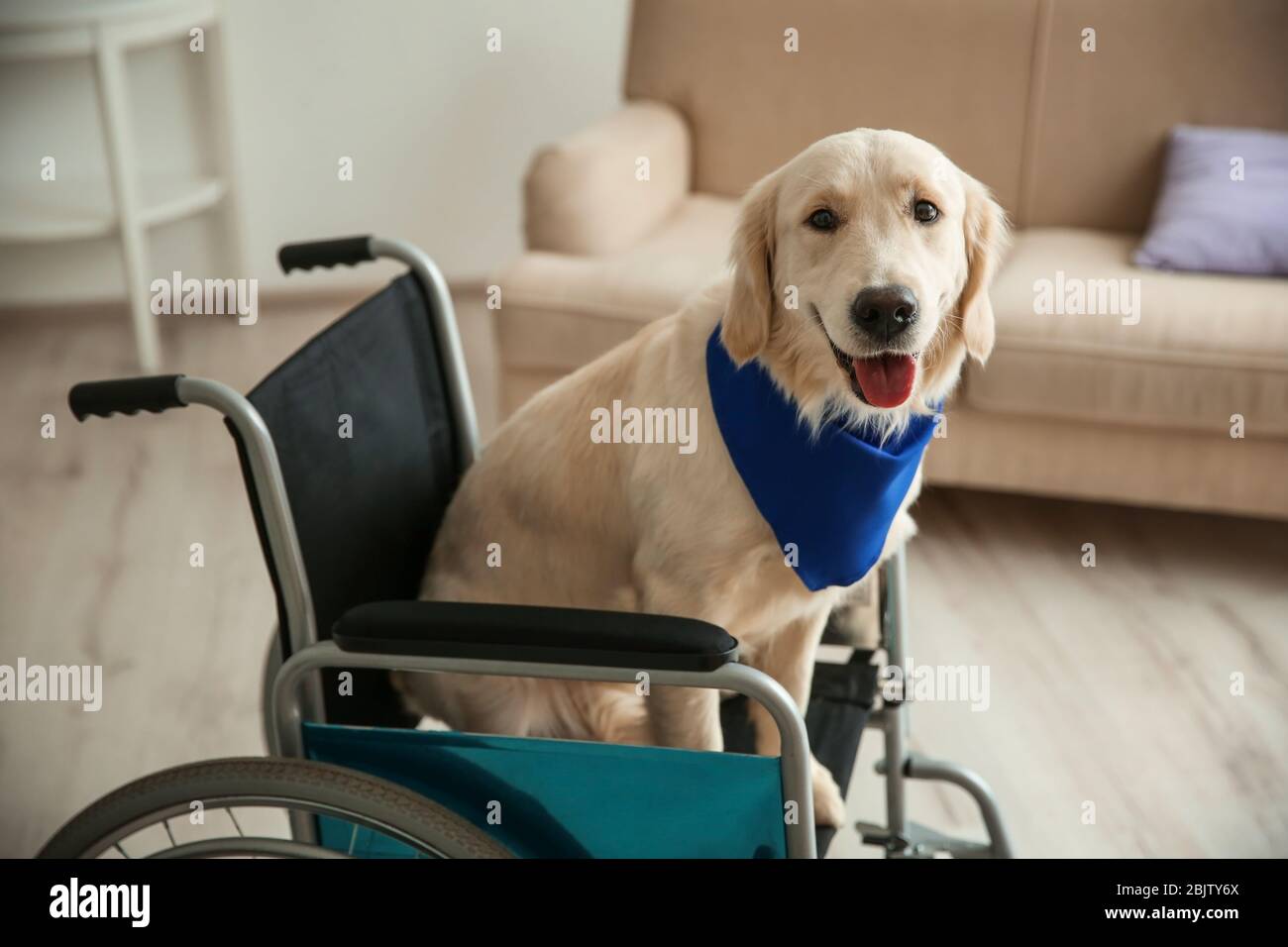 Cute service dog sitting in wheelchair indoors Stock Photo - Alamy