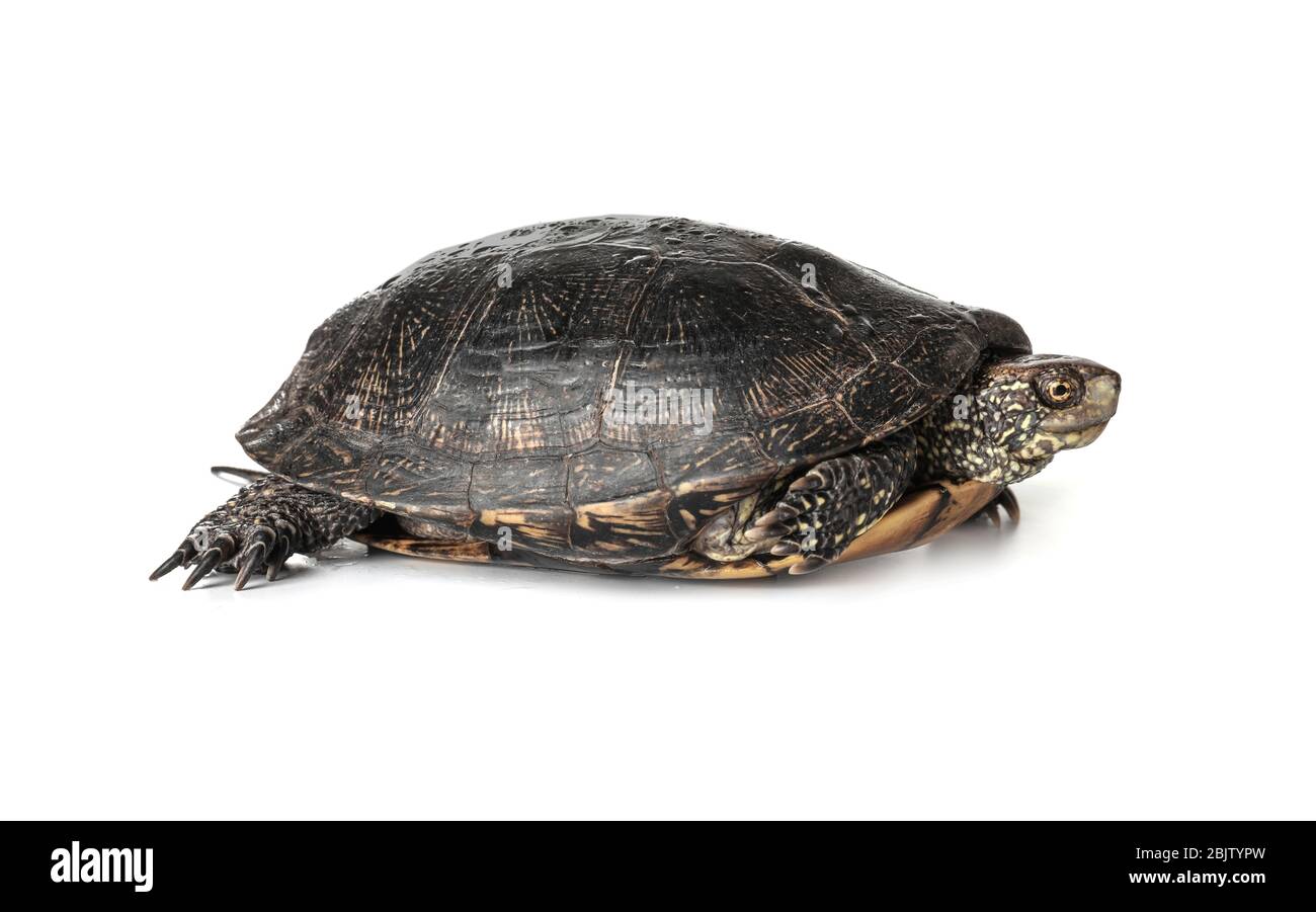 Turtle on white background Stock Photo - Alamy