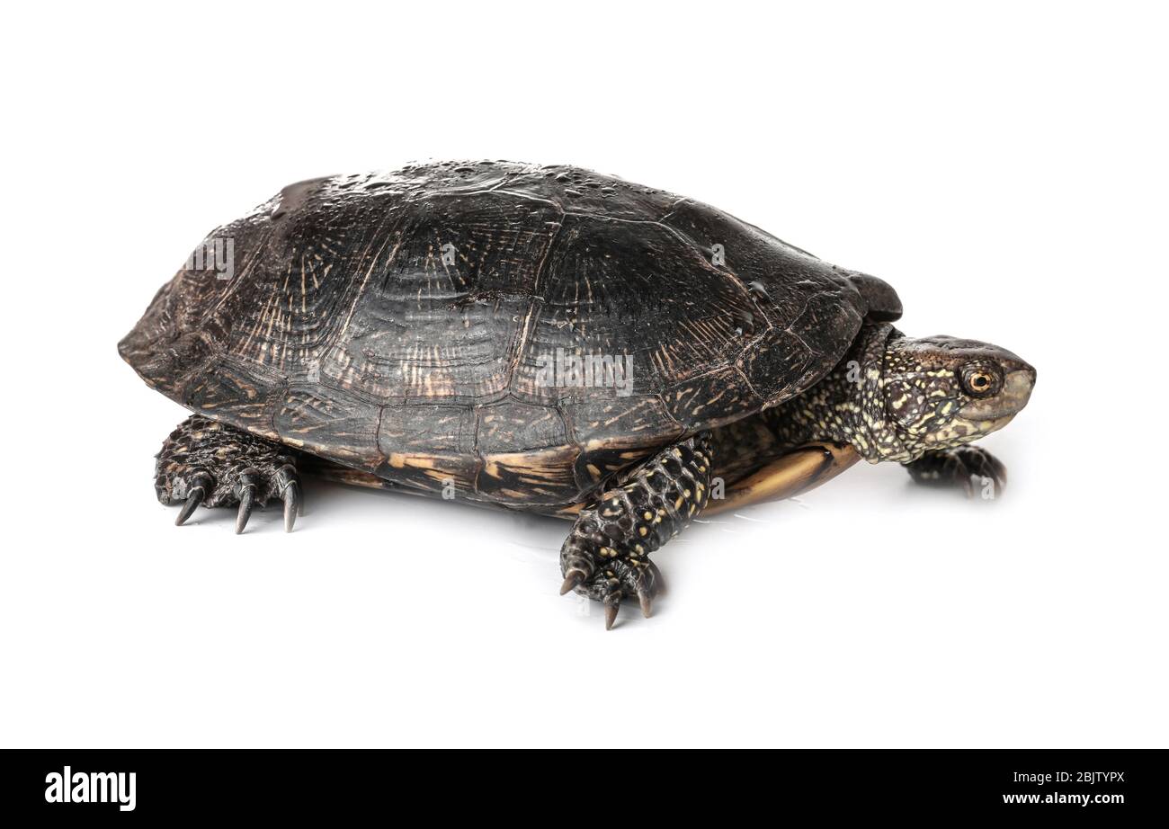 Turtle on white background Stock Photo - Alamy