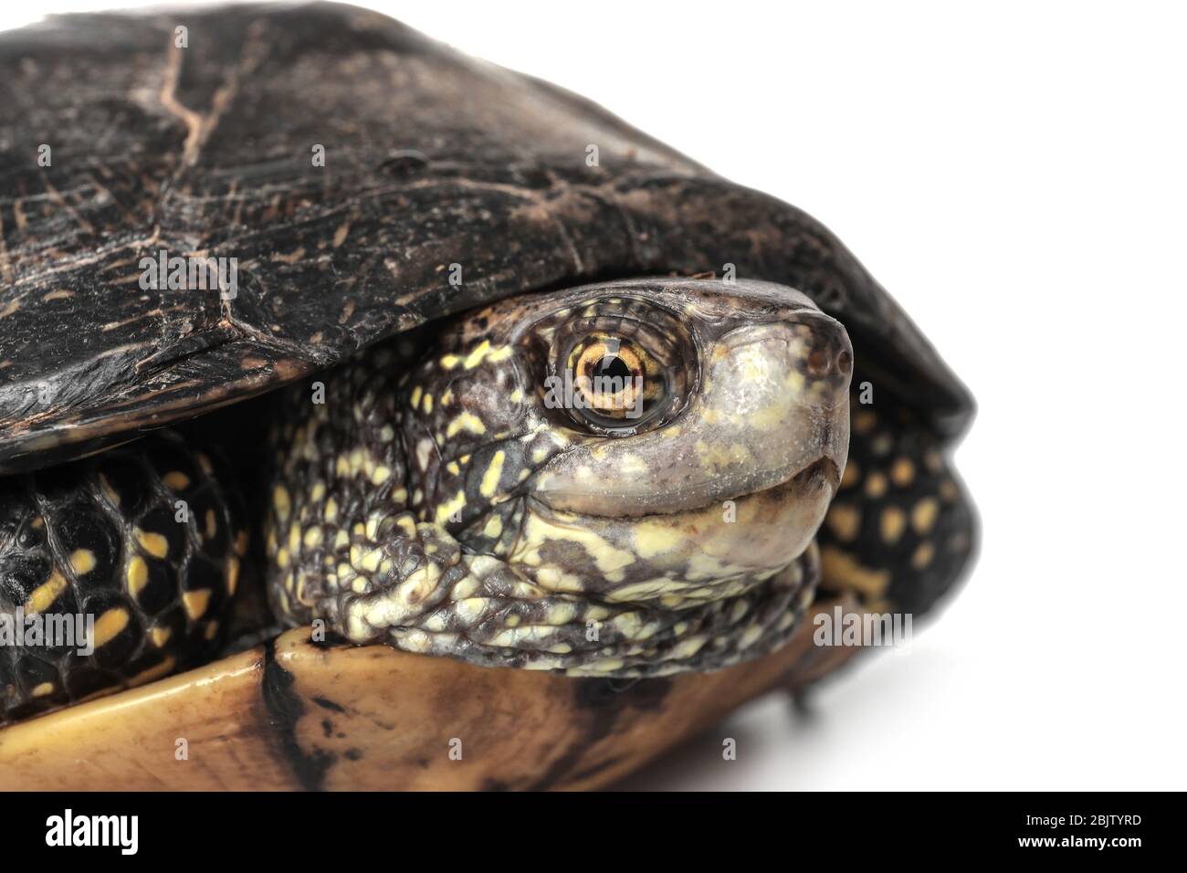Turtle on white background Stock Photo - Alamy
