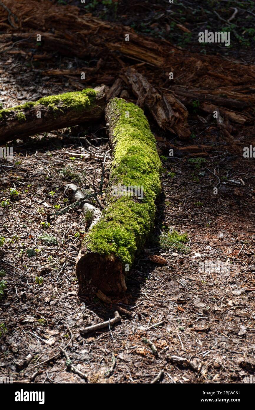 Moss in nature hi-res stock photography and images - Alamy