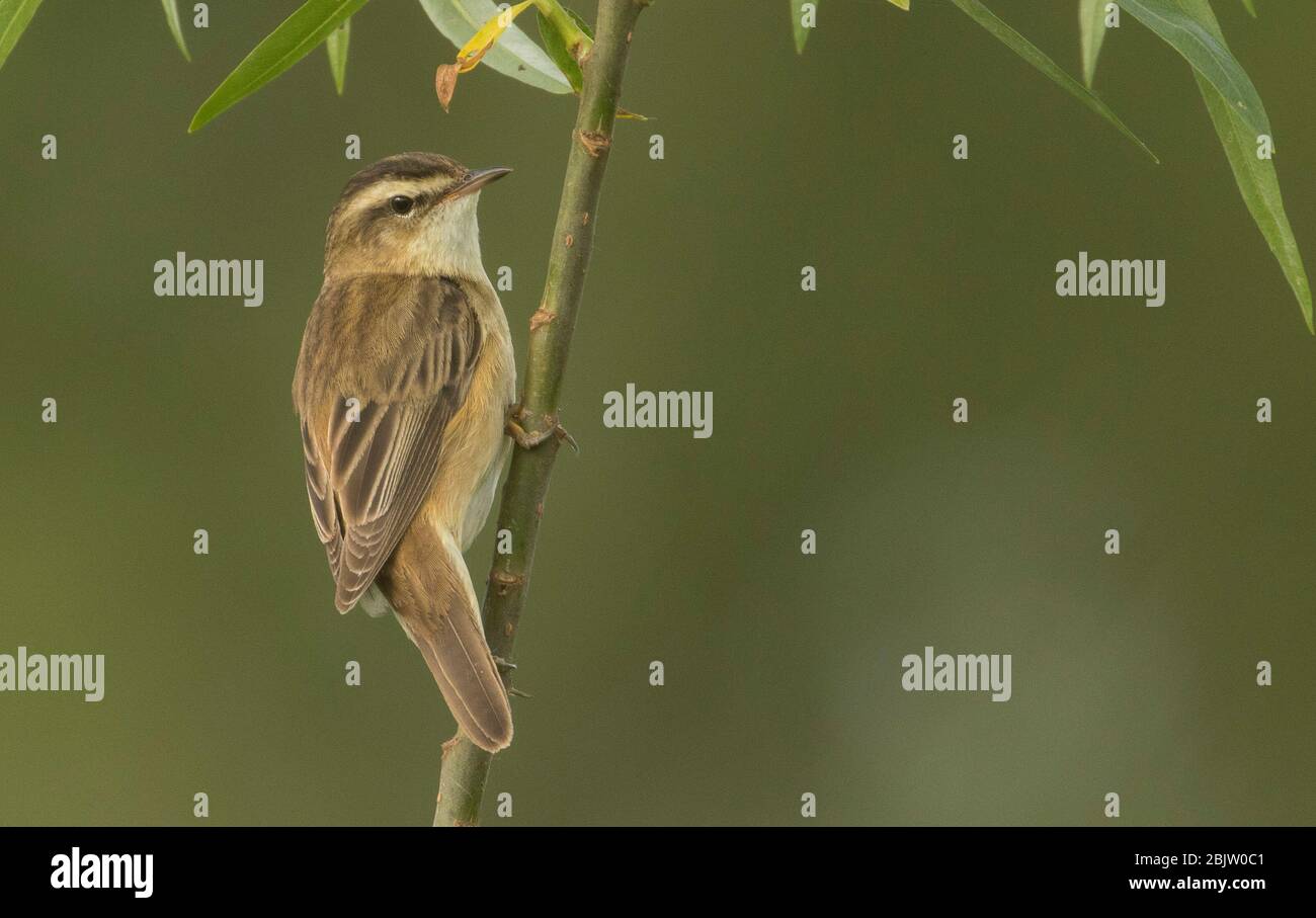 Clining to tree hi-res stock photography and images - Alamy