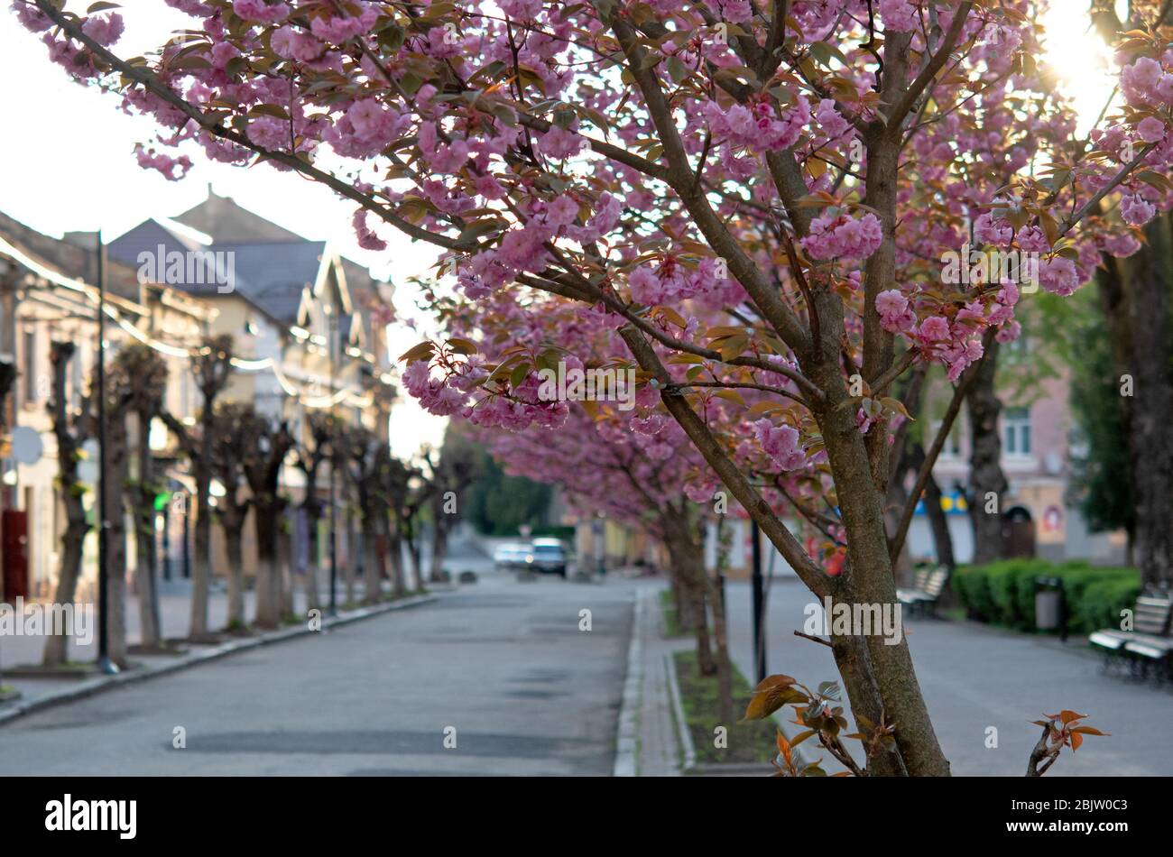Beautiful blooming sakura flowers on trees in alley. Sakura pink ...