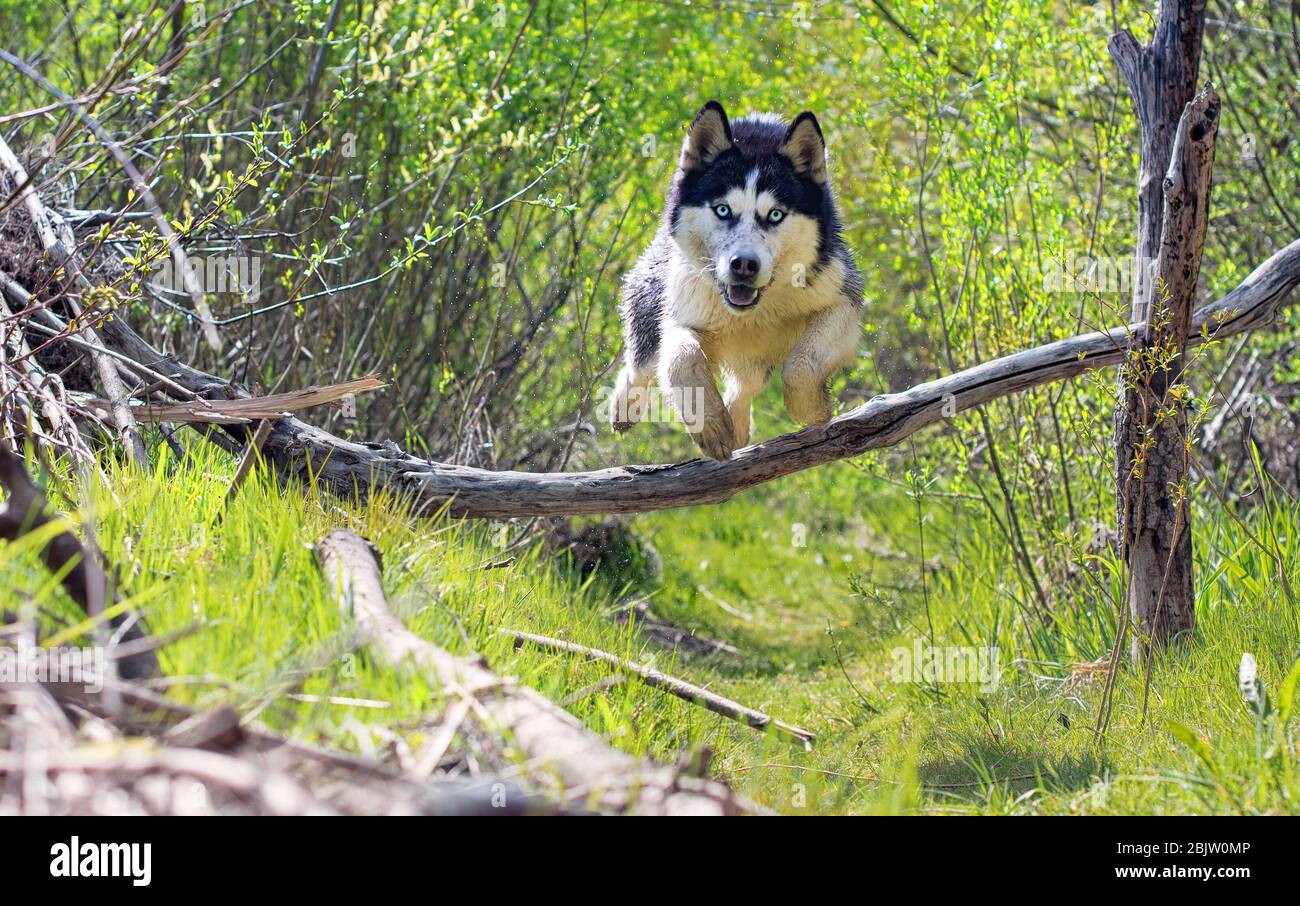 Jumping siberian husky hi-res stock photography and images - Alamy