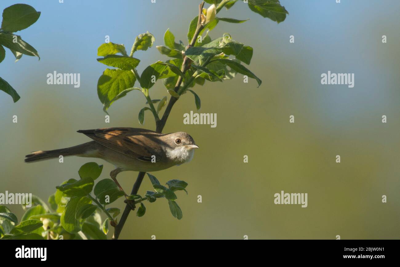 Whitethroat greater common sylvia hi-res stock photography and images ...