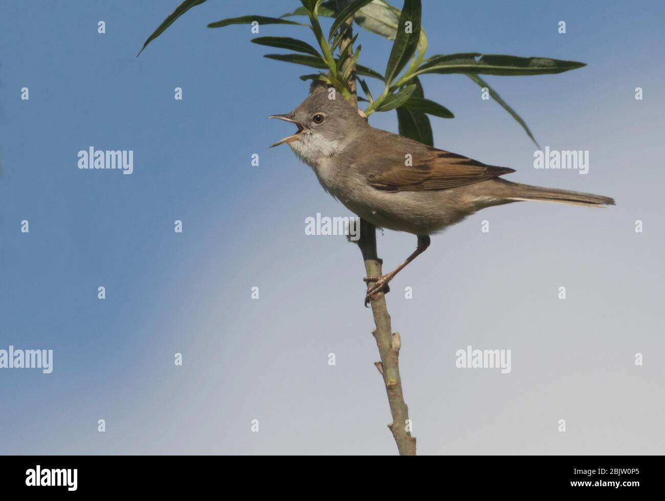 Whitethroat greater common sylvia hi-res stock photography and images ...