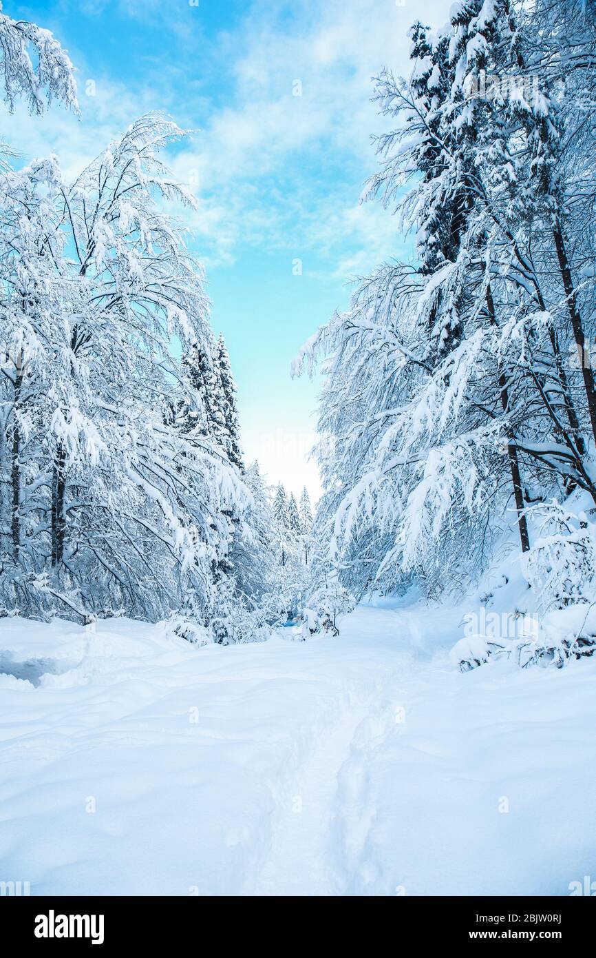 Beautiful snowy forest landscape on winter day Stock Photo - Alamy