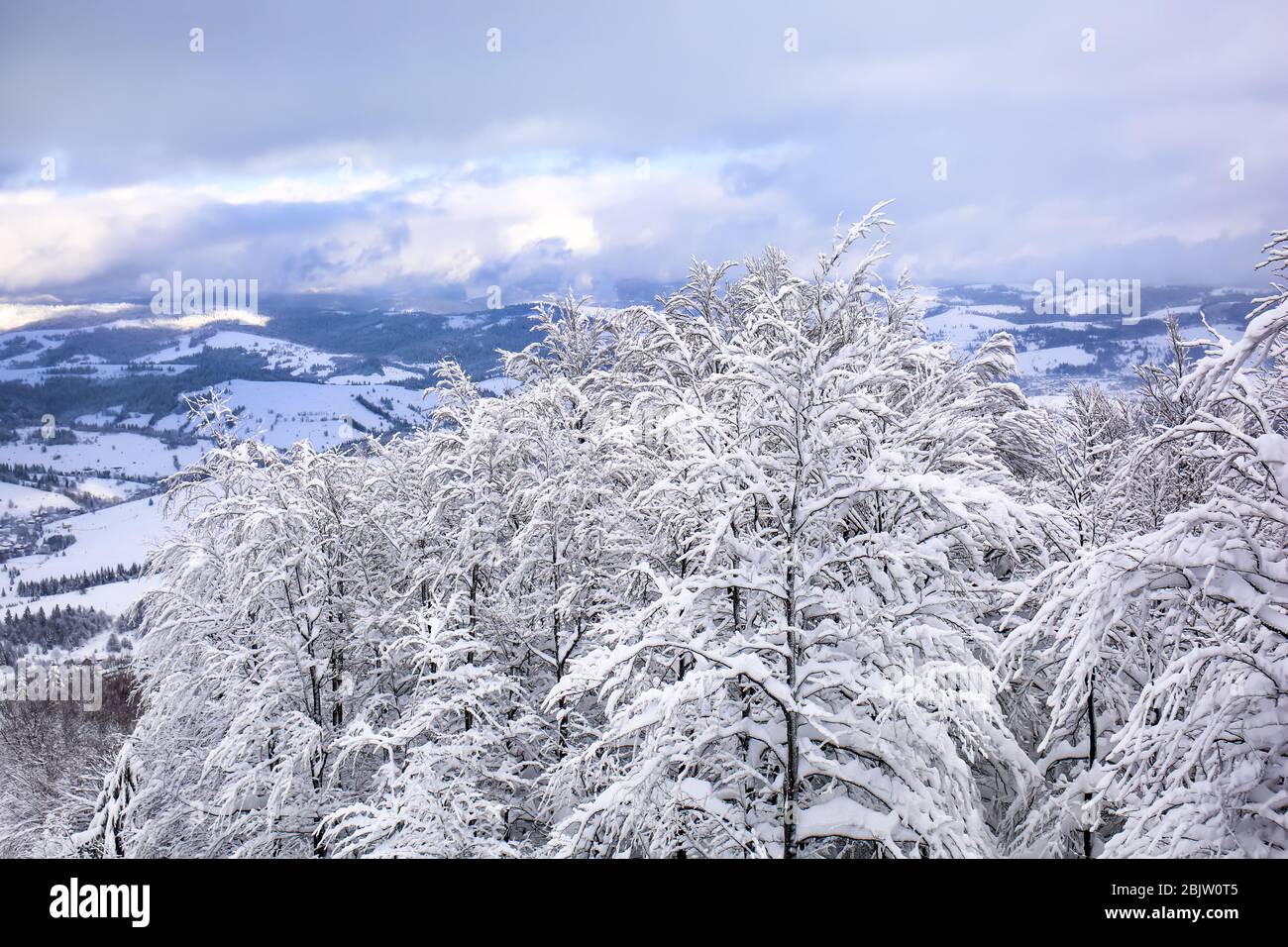 Beautiful snowy trees in mountains on winter day Stock Photo - Alamy