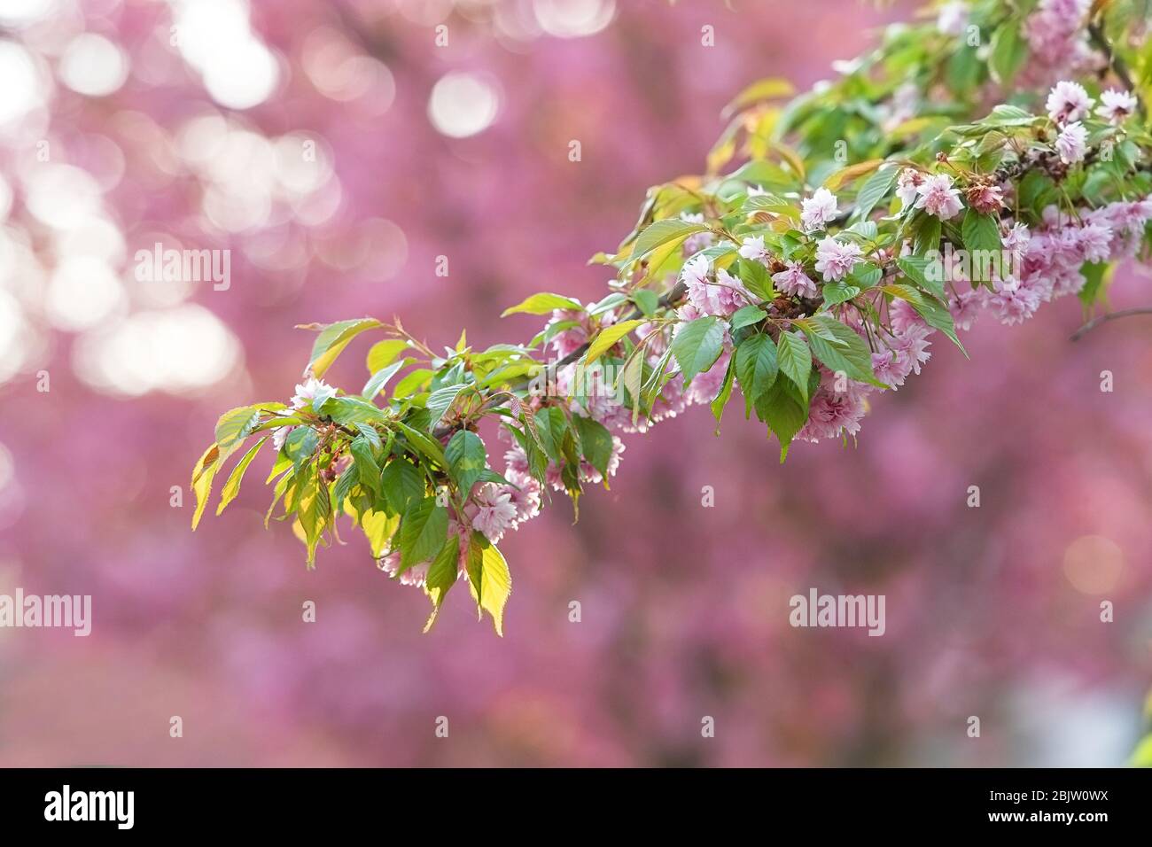Pink sakura flower bloom in spring season. Vintage sweet cherry blossom ...