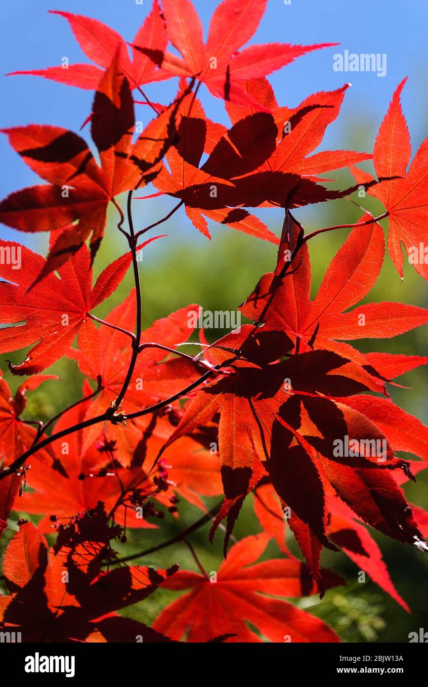 Japanese Maple tree Acer palmatum Bloodgood Red Maple Leaves sunlight ...