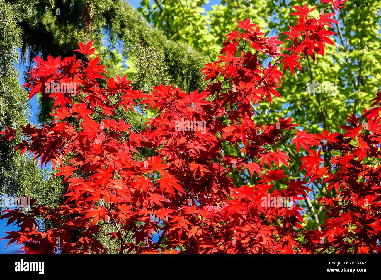 Japanese Maple Acer palmatum 'Bloodgood' foliage Stock Photo - Alamy