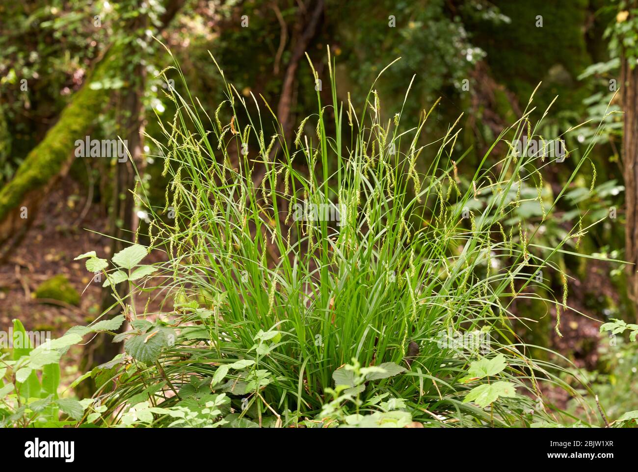 Wood Sedge Carex sylvatica in a Somerset wood UK Stock Photo - Alamy