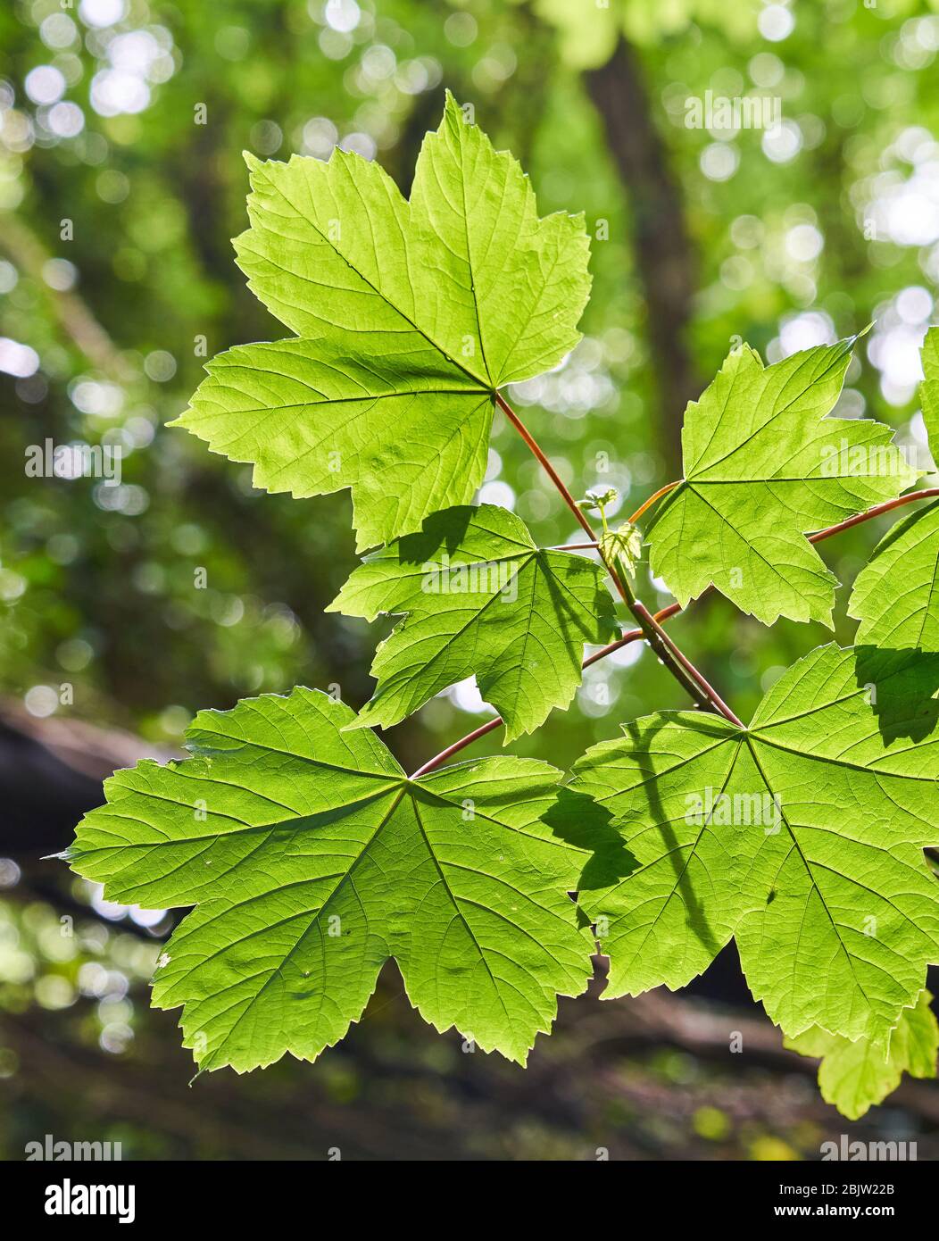 Newly emerged sycamore leaves in an English woodland Somerset UK Stock ...