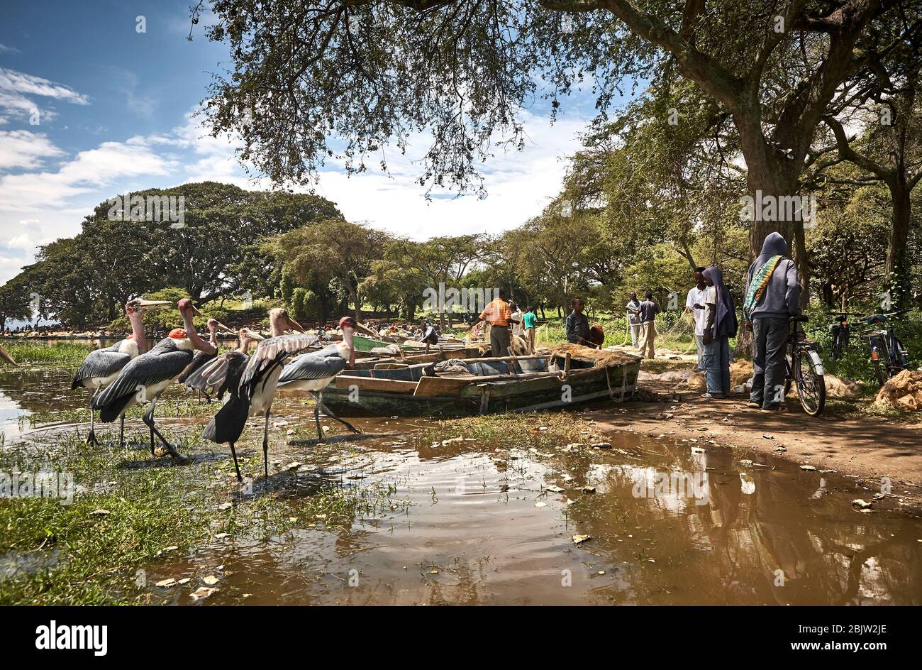 Marabous are couching for fishes at the Fish Market at Lake Awassa. The ...