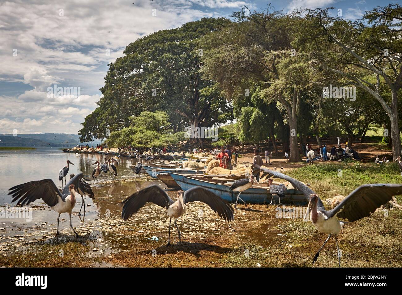 Marabous are couching for fishes at the Fish Market at Lake Awassa. The ...