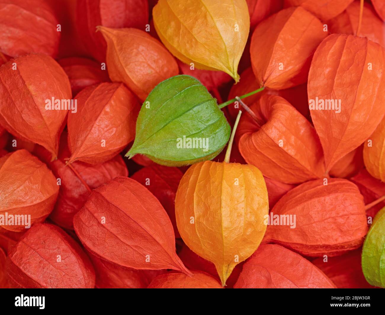 Fruits of Lampion flower , Physalis alkekengi, in a closeup Stock Photo ...