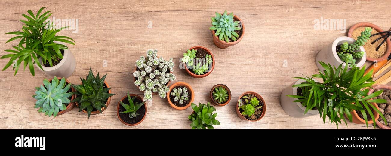 Garden tools, different varieties of plants, flower pots,. A houseplant ...