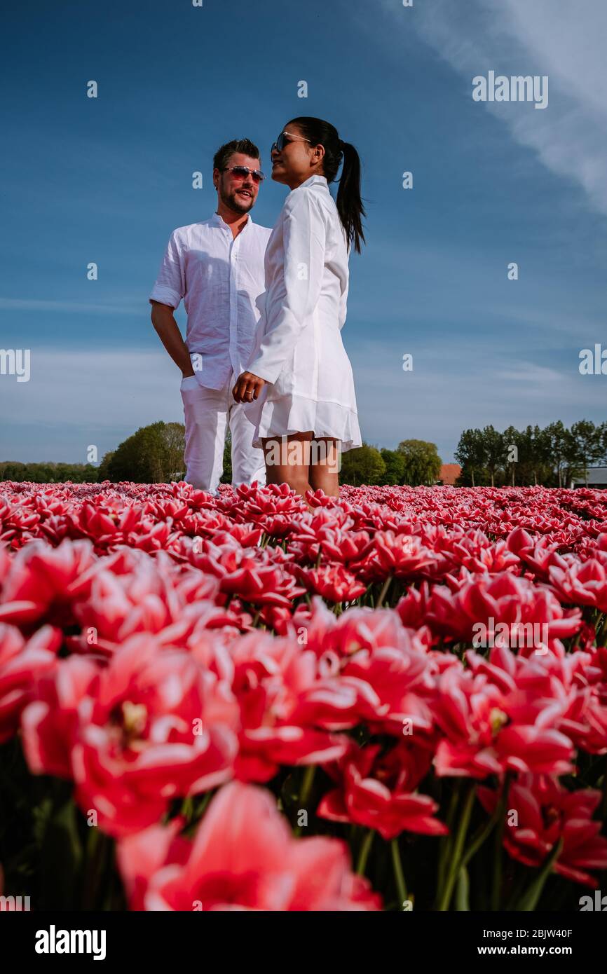 Tulip flowers by the former Island Of Schokland Netherlands, red tulips ...