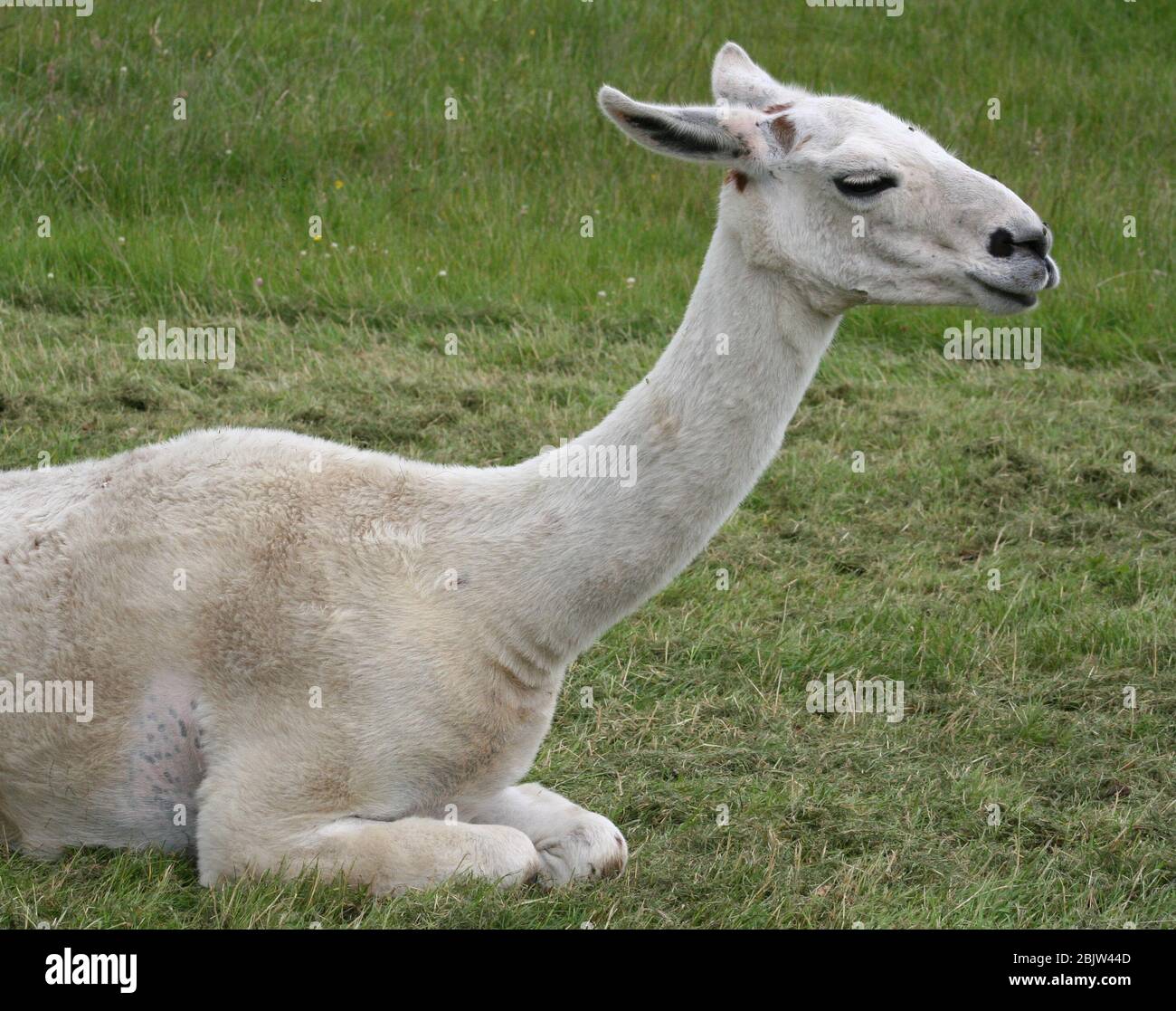 Llama (Lama glama) on grass with shaved fur and fly on nose and head ...