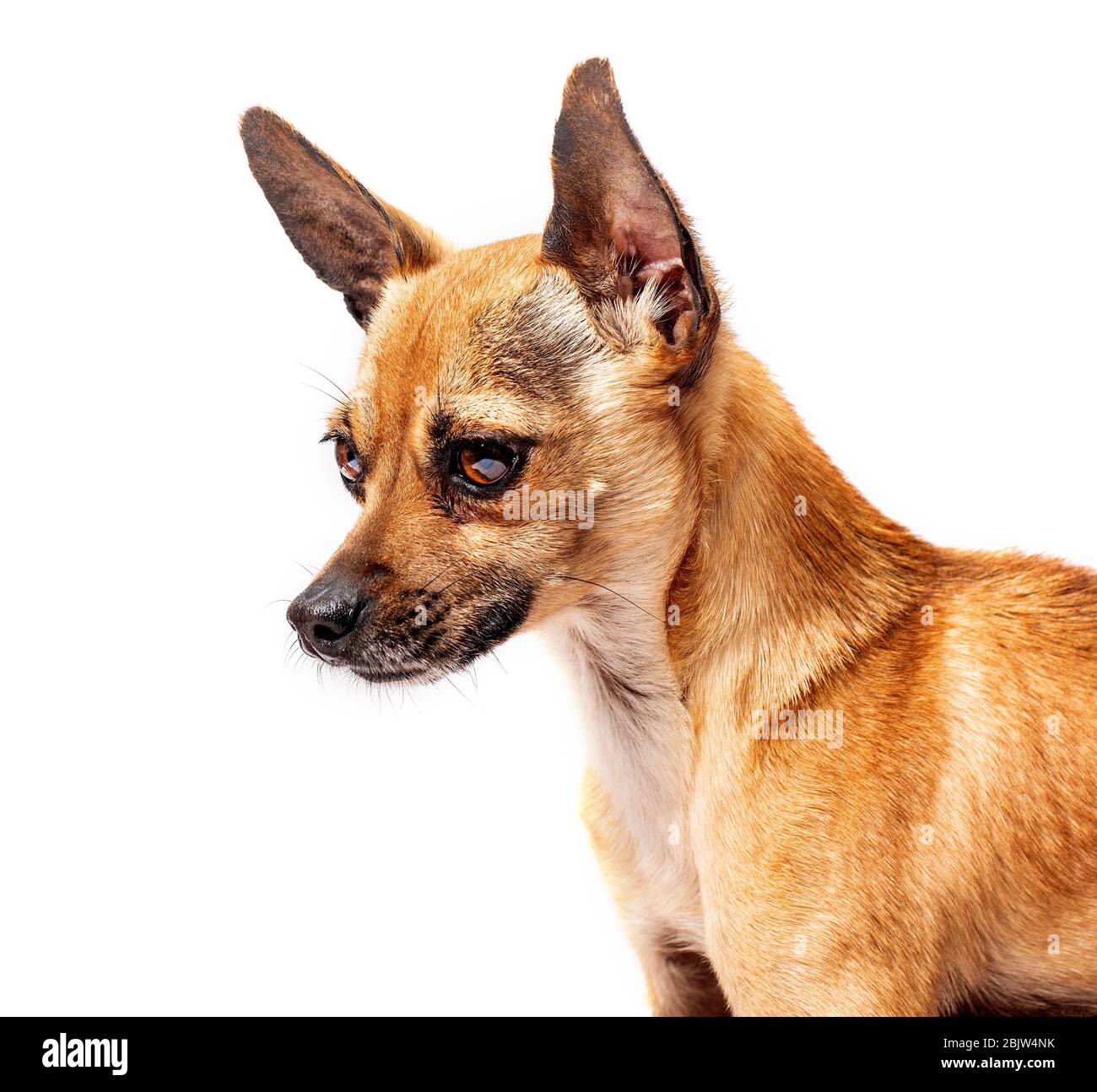 A Dog With Small Ears