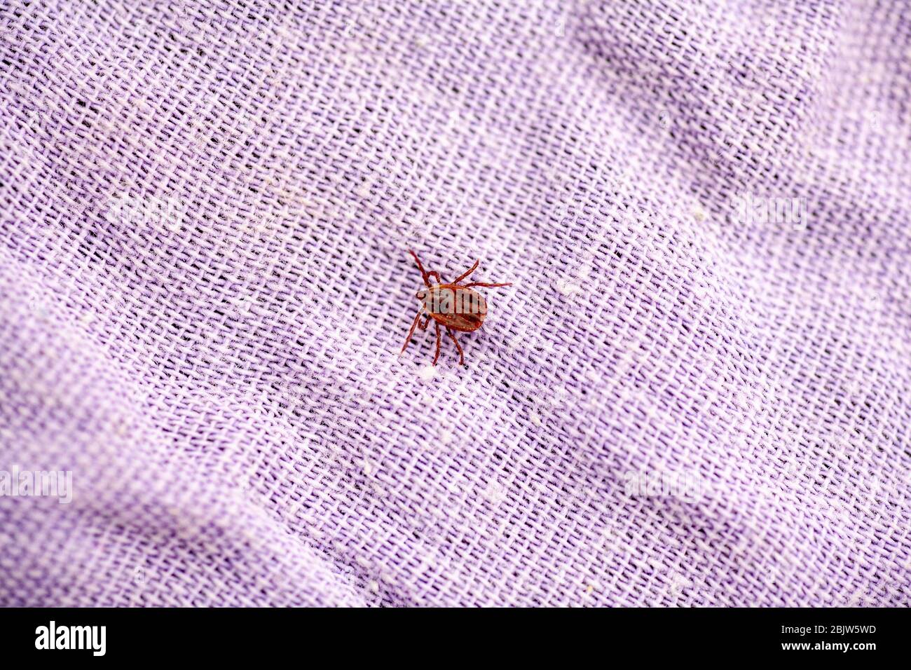 A true ixodid mite blood sucking parasite carrying the acarid disease ...