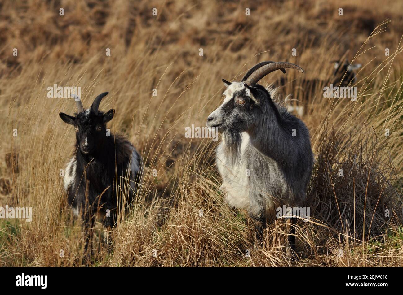 Goats in the Wild Goat Park, Galloway Forest Park, Scotland Stock Photo ...