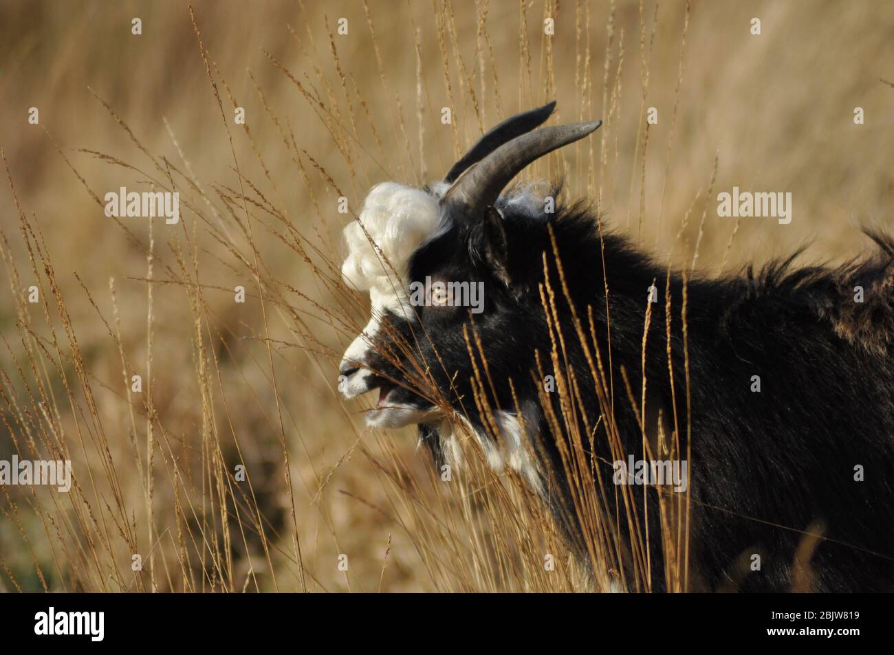 Goats in the Wild Goat Park, Galloway Forest Park, Scotland Stock Photo ...