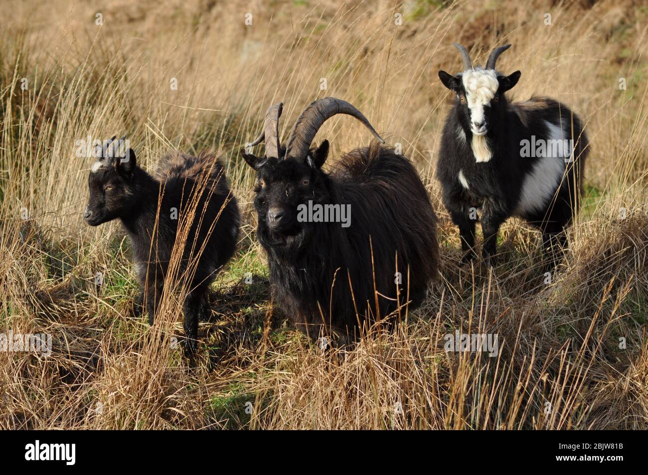 Goats in the Wild Goat Park, Galloway Forest Park, Scotland Stock Photo ...