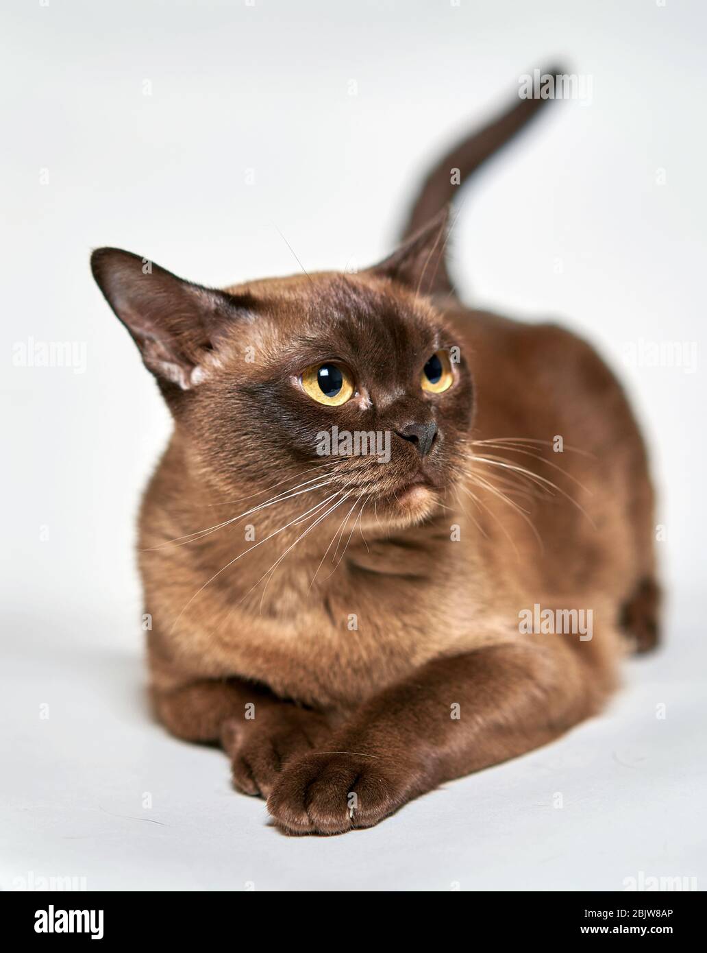 beautiful light cat on a white background Stock Photo - Alamy