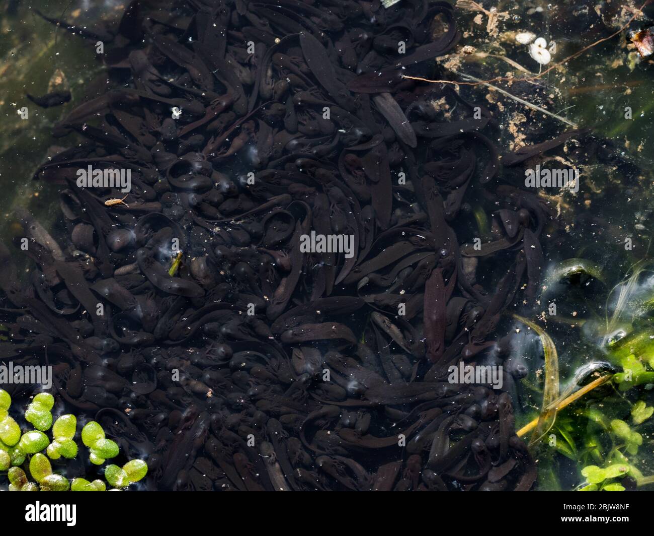School of frog tadpoles in a pond which have just emerged from their ...