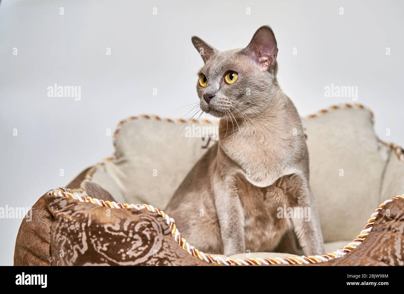 beautiful light cat on a white background Stock Photo - Alamy