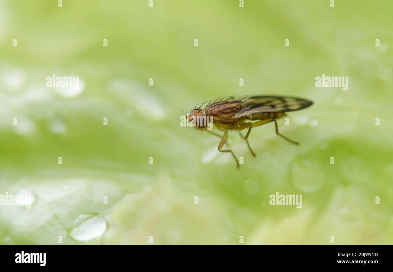 Close-up of a fly on the leaf of a lettuce Stock Photo - Alamy