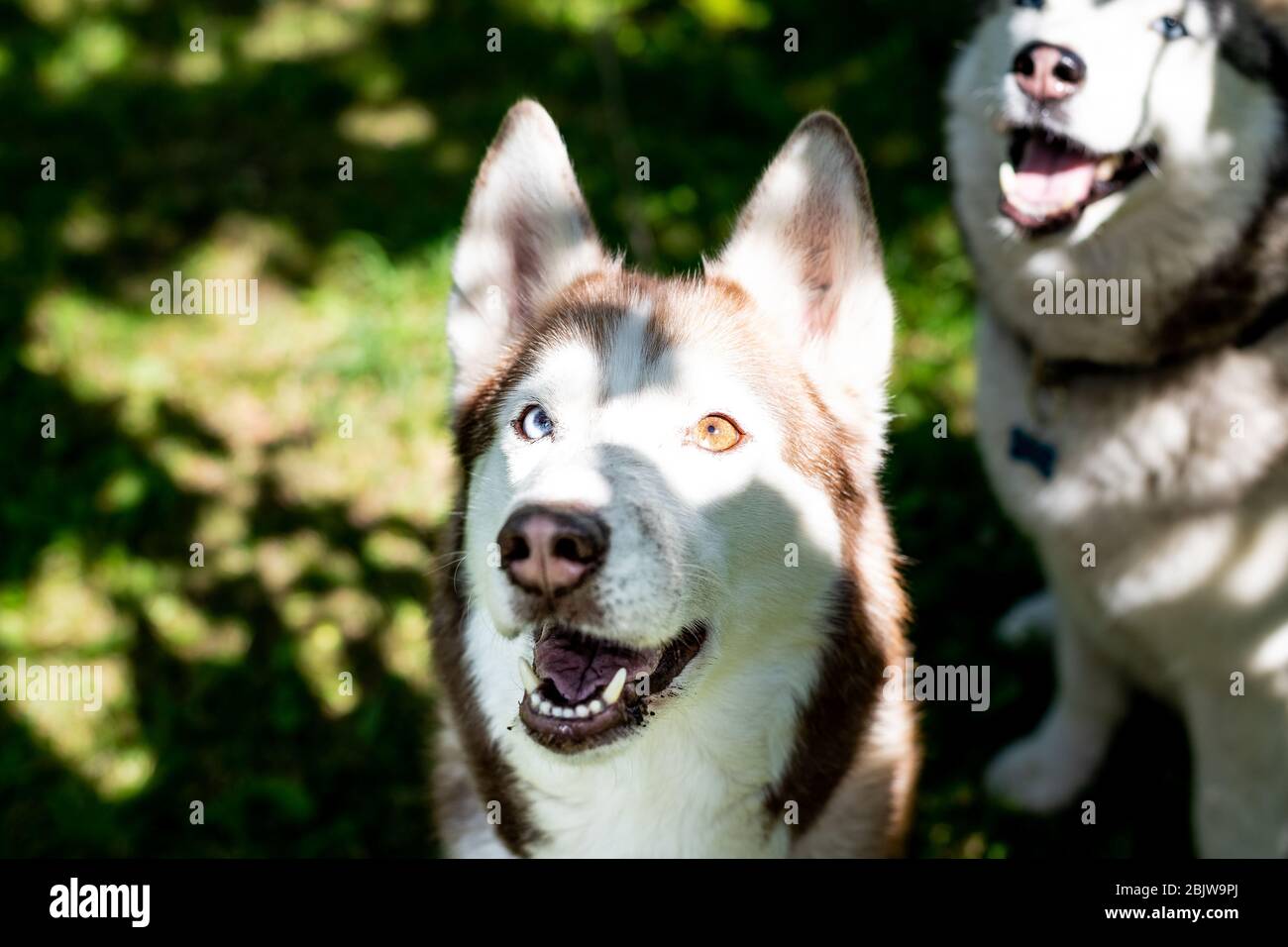 Two dogs sitting near house waiting for his master. Siberian husky on a ...