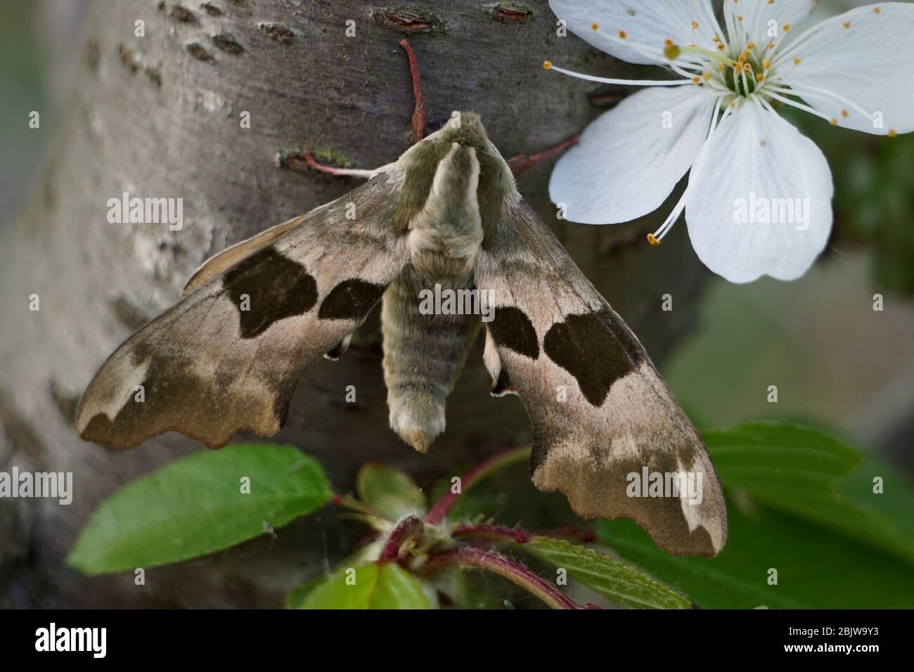 Proserpinus proserpina hi-res stock photography and images - Alamy