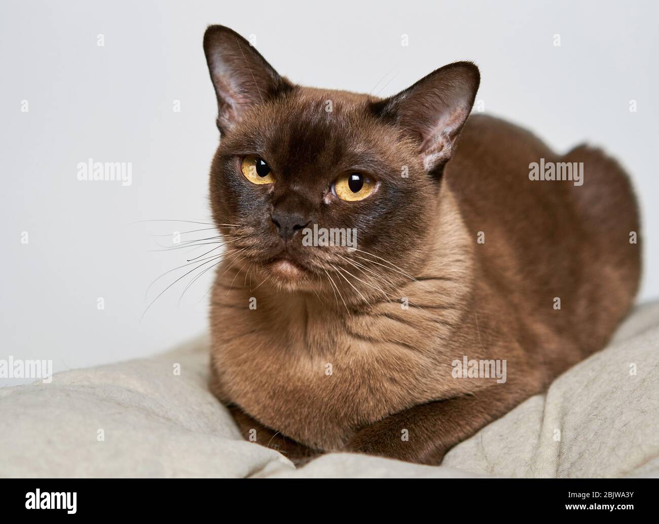 beautiful light cat on a white background Stock Photo - Alamy