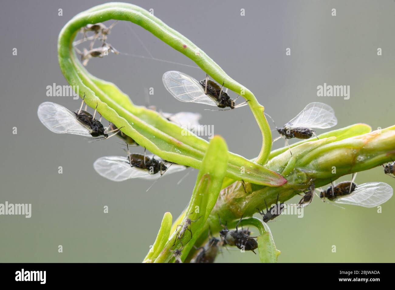 Winged Aphid